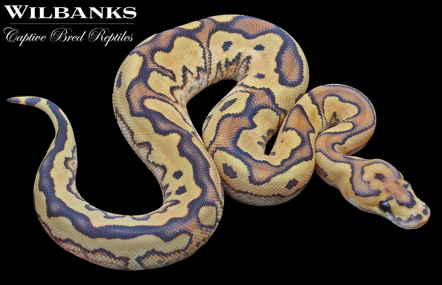Fire Clown Yellow Belly Ball Python by Wilbanks Captive Bred Reptiles ...