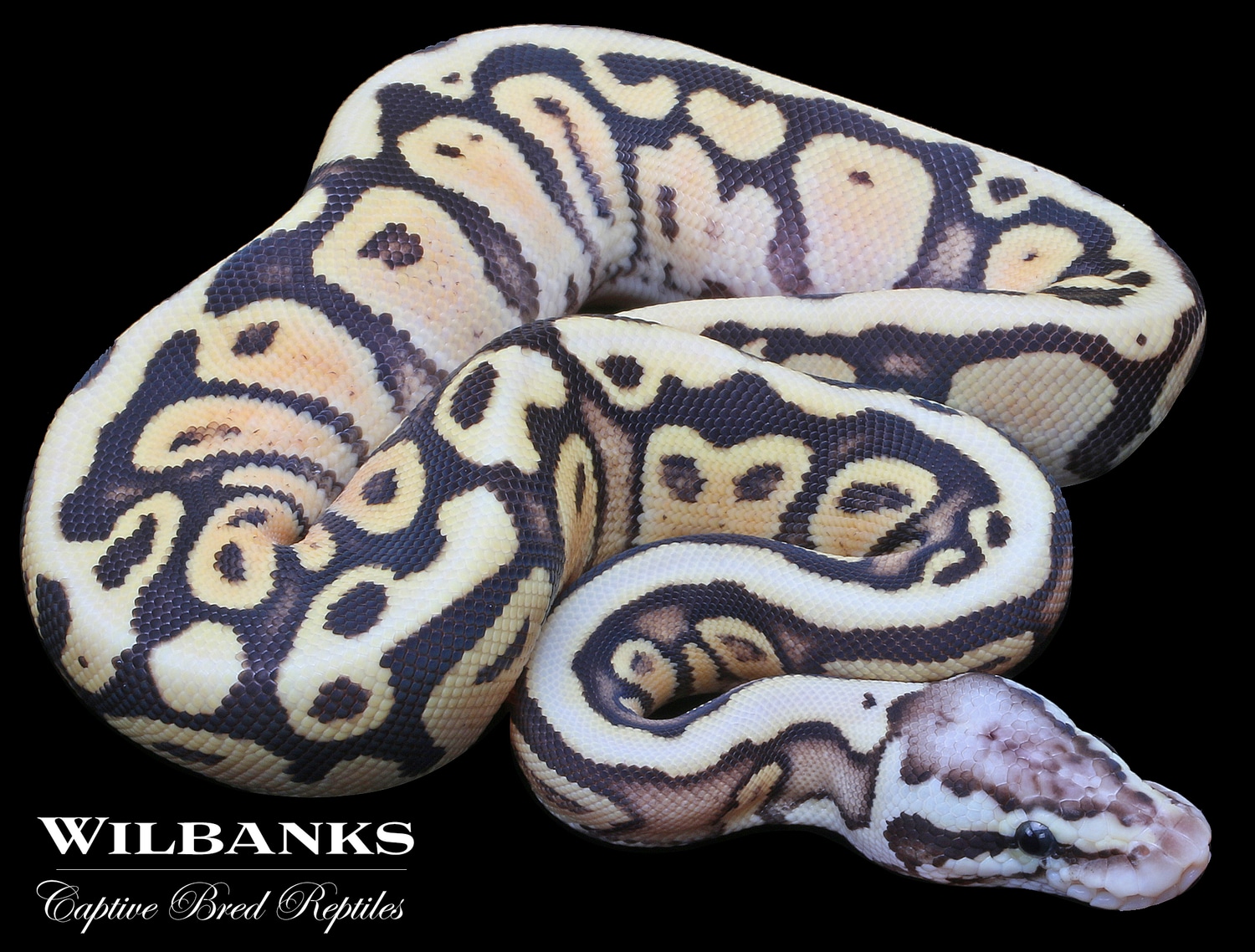 FireFly Spotnose Ball Python by Wilbanks Captive Bred Reptiles ...