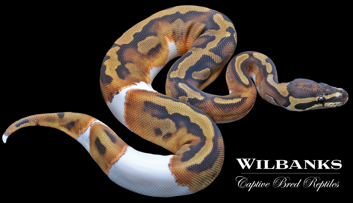 Scaleless Head Piebald Ball Python by Wilbanks Captive Bred Reptiles ...