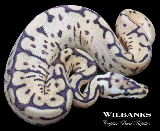 Leopard Fire Bee Ball Python by Wilbanks Captive Bred Reptiles