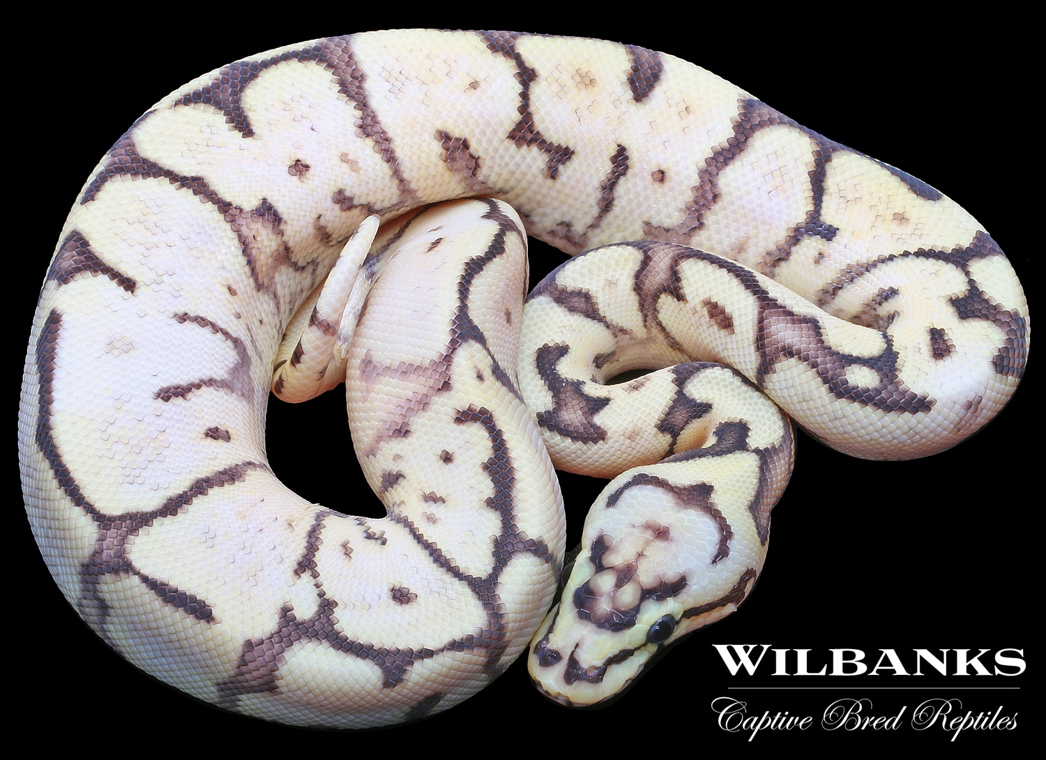 FireBee Yellow Belly Ball Python by Wilbanks Captive Bred Reptiles ...