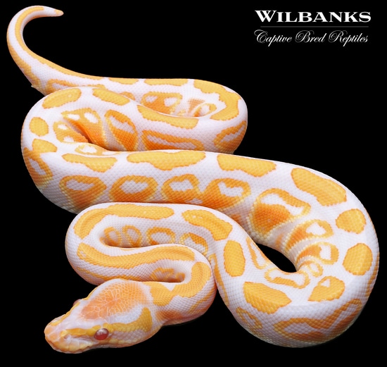 Lavender Albino Ball Python by Wilbanks Captive Bred Reptiles