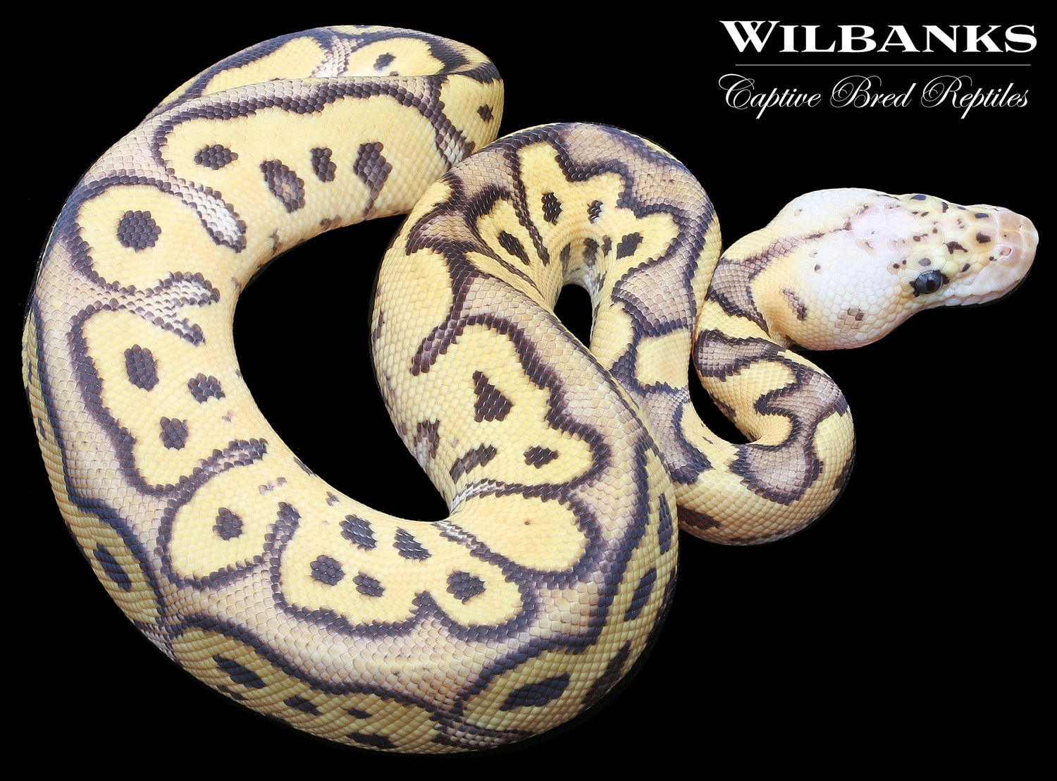 Firefly Clown Ball Python By Wilbanks Captive Bred Reptiles Morphmarket