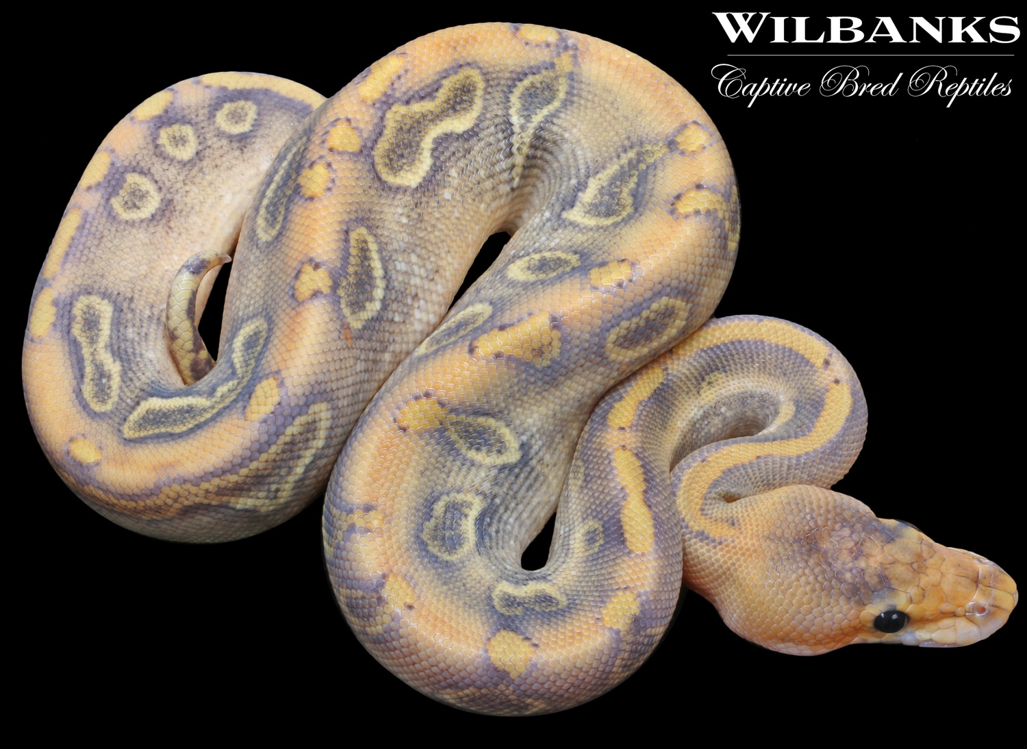 Champ Crusher Yellow Belly Ball Python by Wilbanks Captive Bred ...