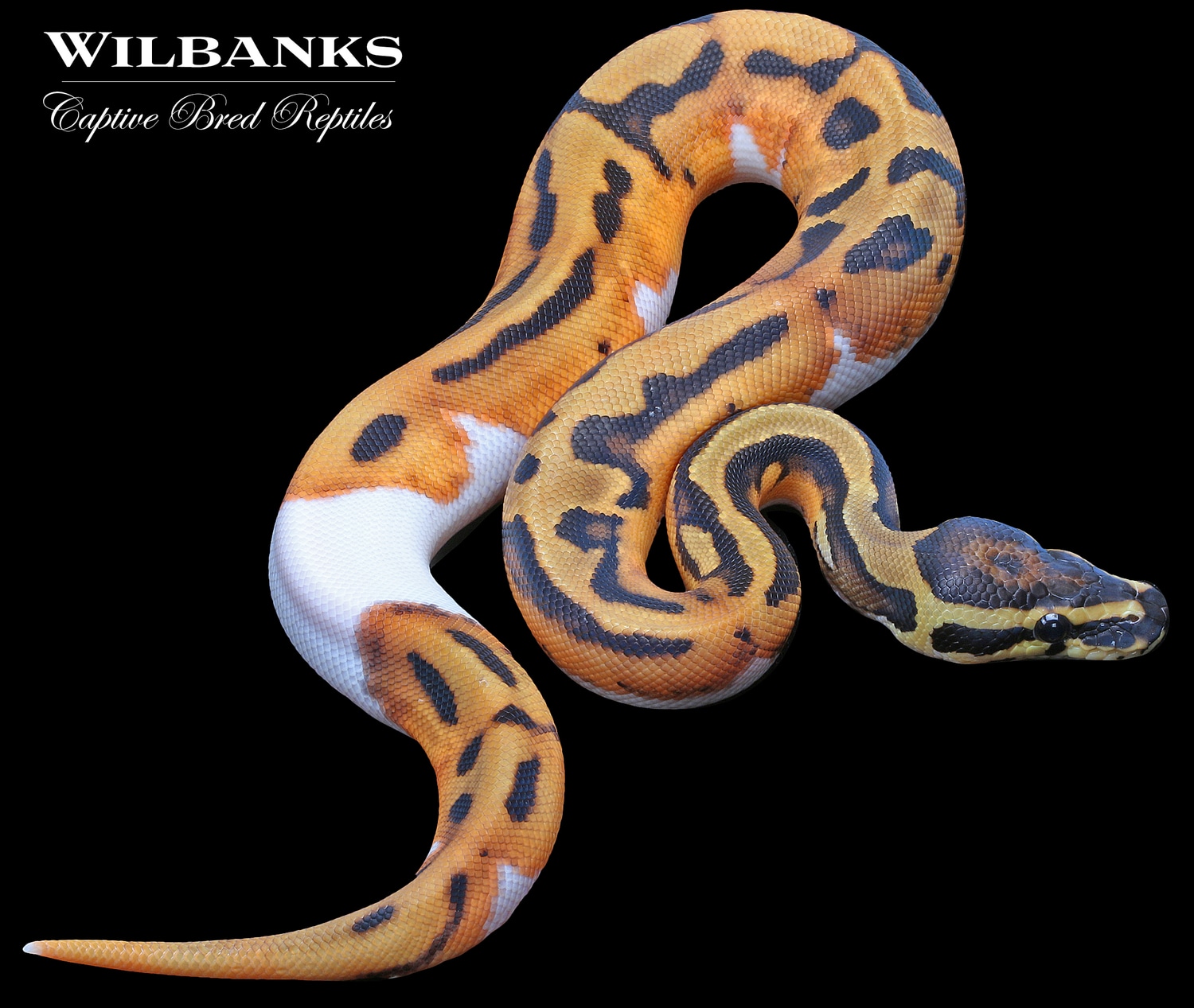Orange Dream Pied Ball Python by Wilbanks Captive Bred Reptiles ...