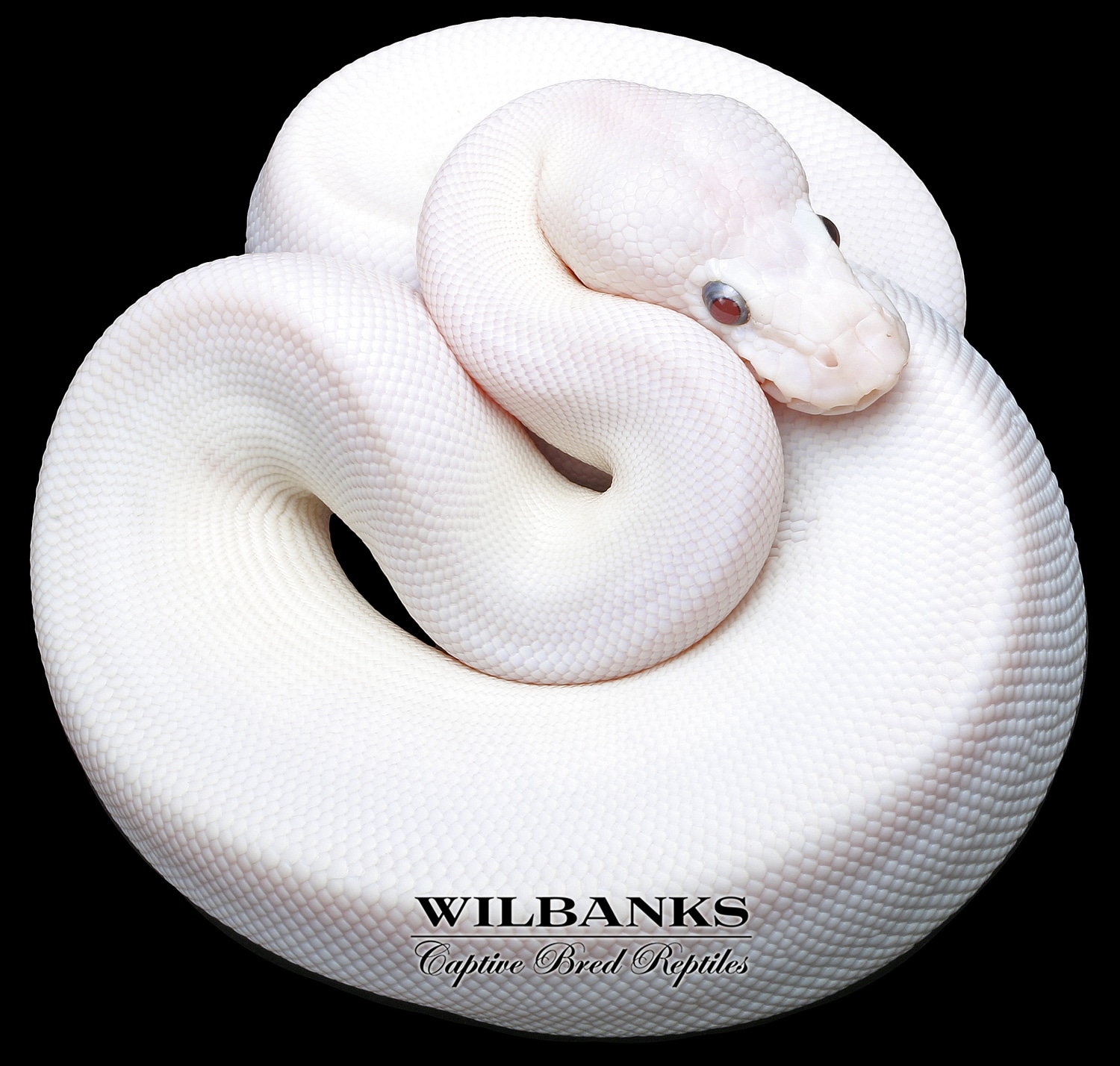 Blue Eyed Leucistic Ball Python by Wilbanks Captive Bred Reptiles ...