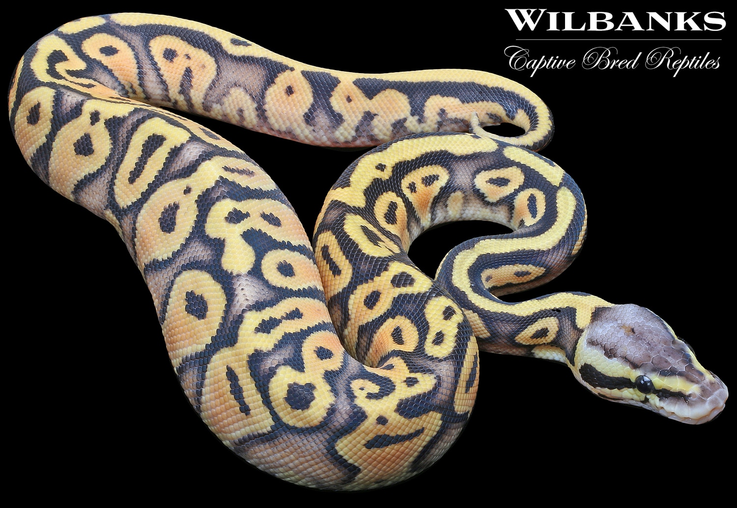 Orange Dream Pastel Yellow Belly Ball Python by Wilbanks Captive Bred ...