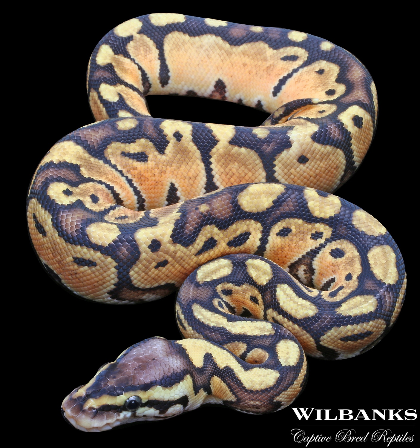 Pastel 100% Het. Clown Ball Python by Wilbanks Captive Bred Reptiles ...