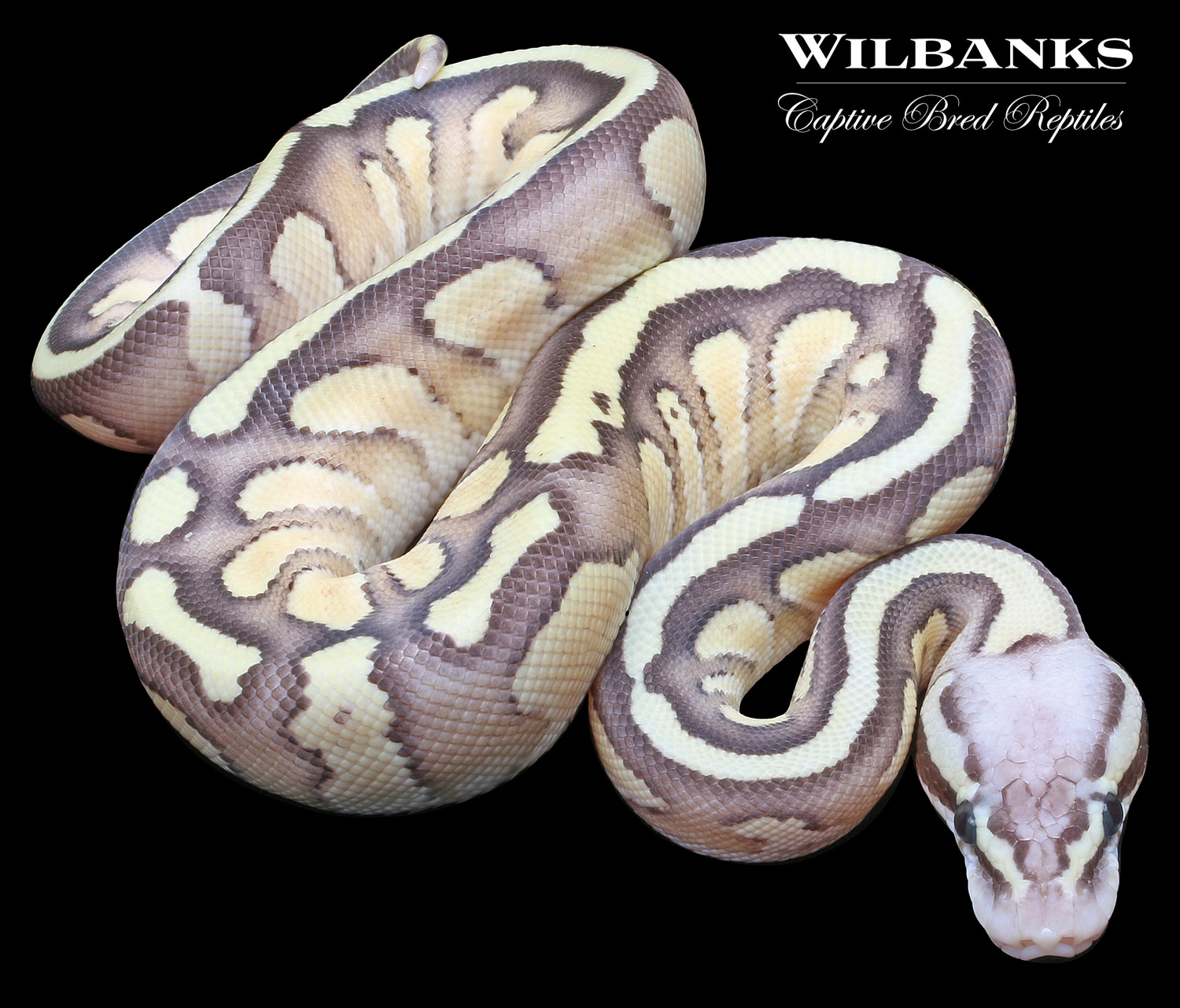 ButterFly Ball Python by Wilbanks Captive Bred Reptiles - MorphMarket