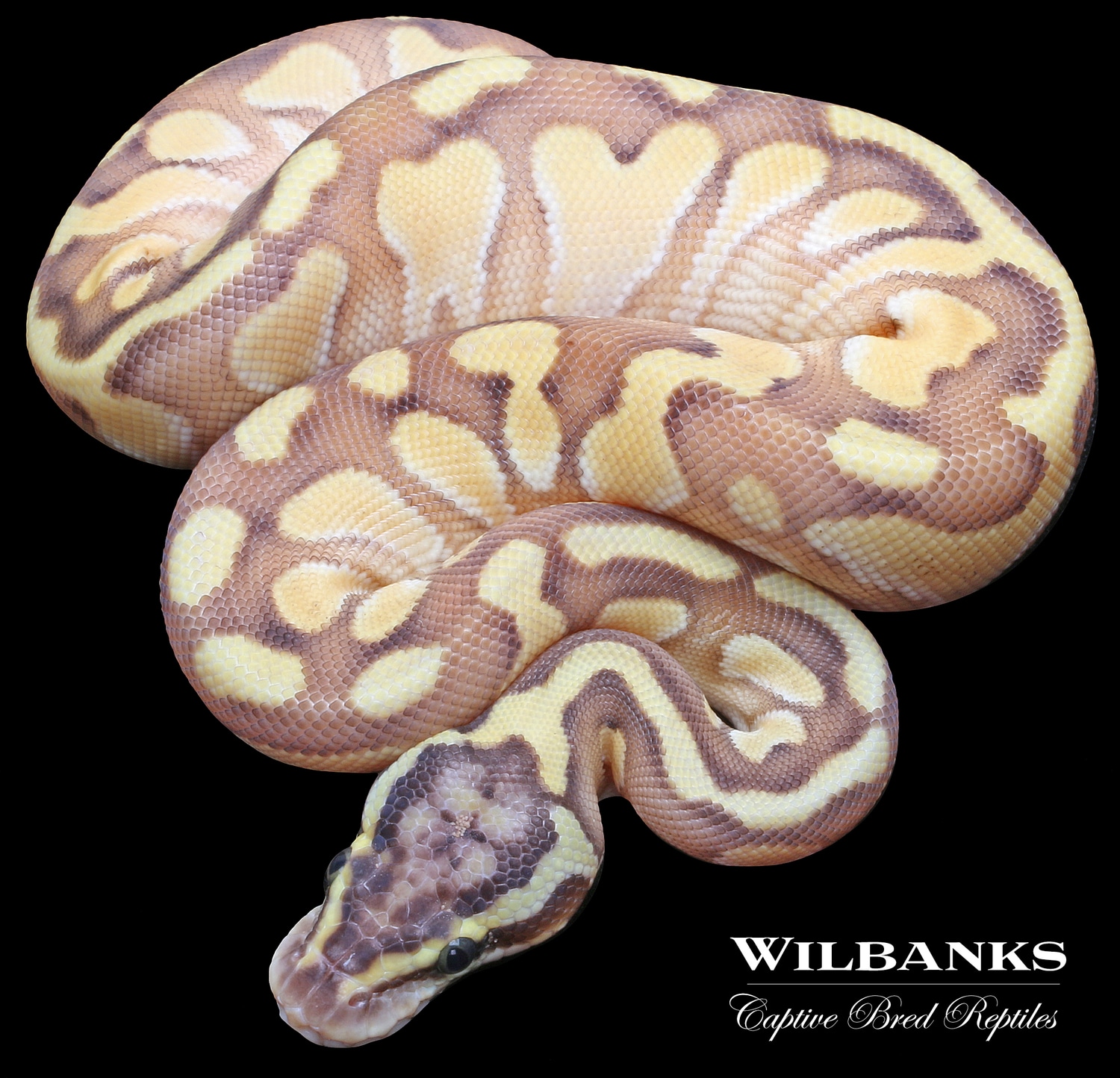 Pastel Butter Enchi Ball Python by Wilbanks Captive Bred Reptiles ...