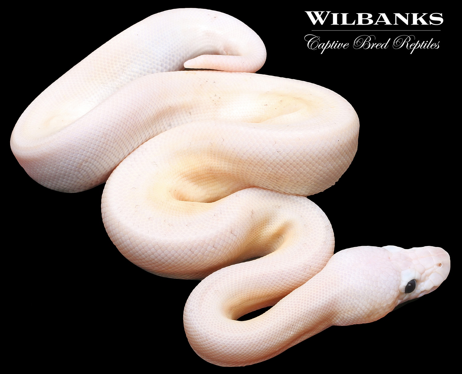 Pewter Champagne Ball Python by Wilbanks Captive Bred Reptiles ...