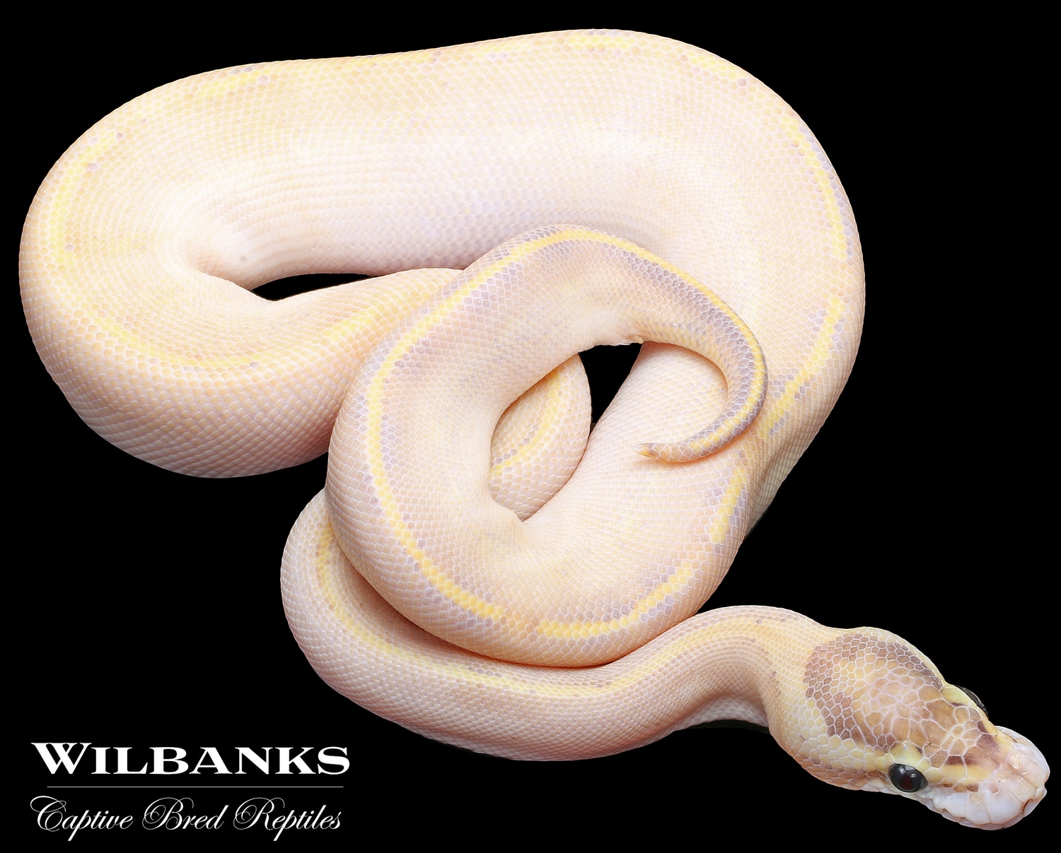 Ivory Ball Python by Wilbanks Captive Bred Reptiles - MorphMarket