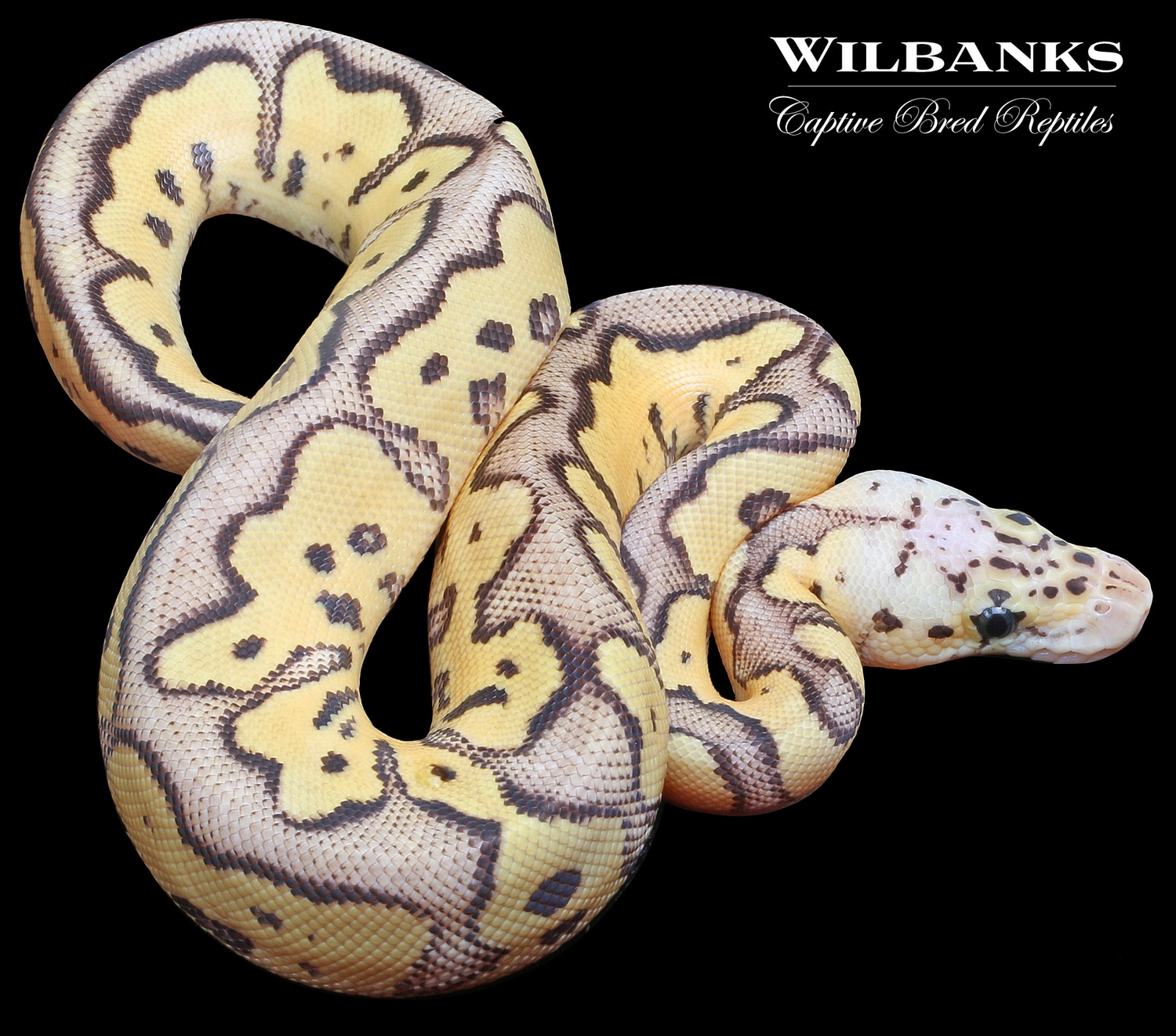 FireFly Clown Ball Python by Wilbanks Captive Bred Reptiles - MorphMarket