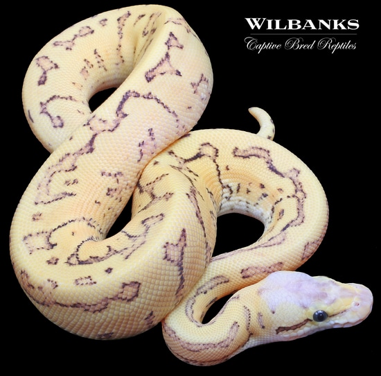 DragonFly Yellow Belly Ball Python by Wilbanks Captive Bred Reptiles