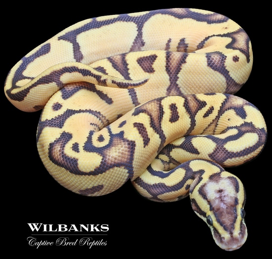 FireFly Enchi Ball Python by Wilbanks Captive Bred Reptiles