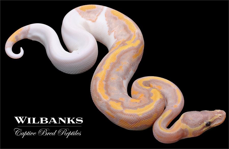 Banana Piebald Ball Python by Wilbanks Captive Bred Reptiles - MorphMarket