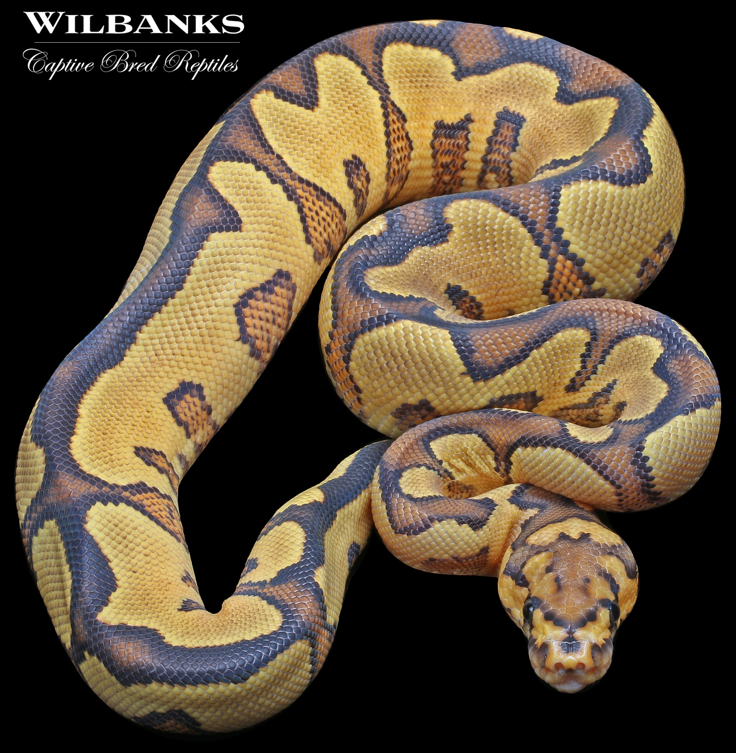Fire Yellow Belly Clown Ball Python by Wilbanks Captive Bred Reptiles ...