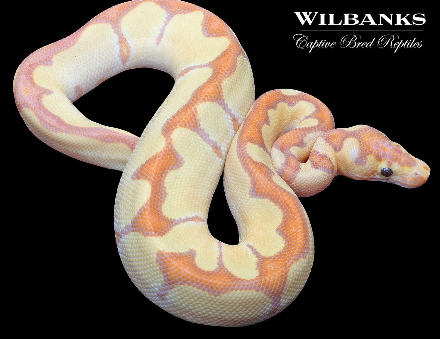 Banana Enchi Clown Ball Python by Wilbanks Captive Bred Reptiles ...
