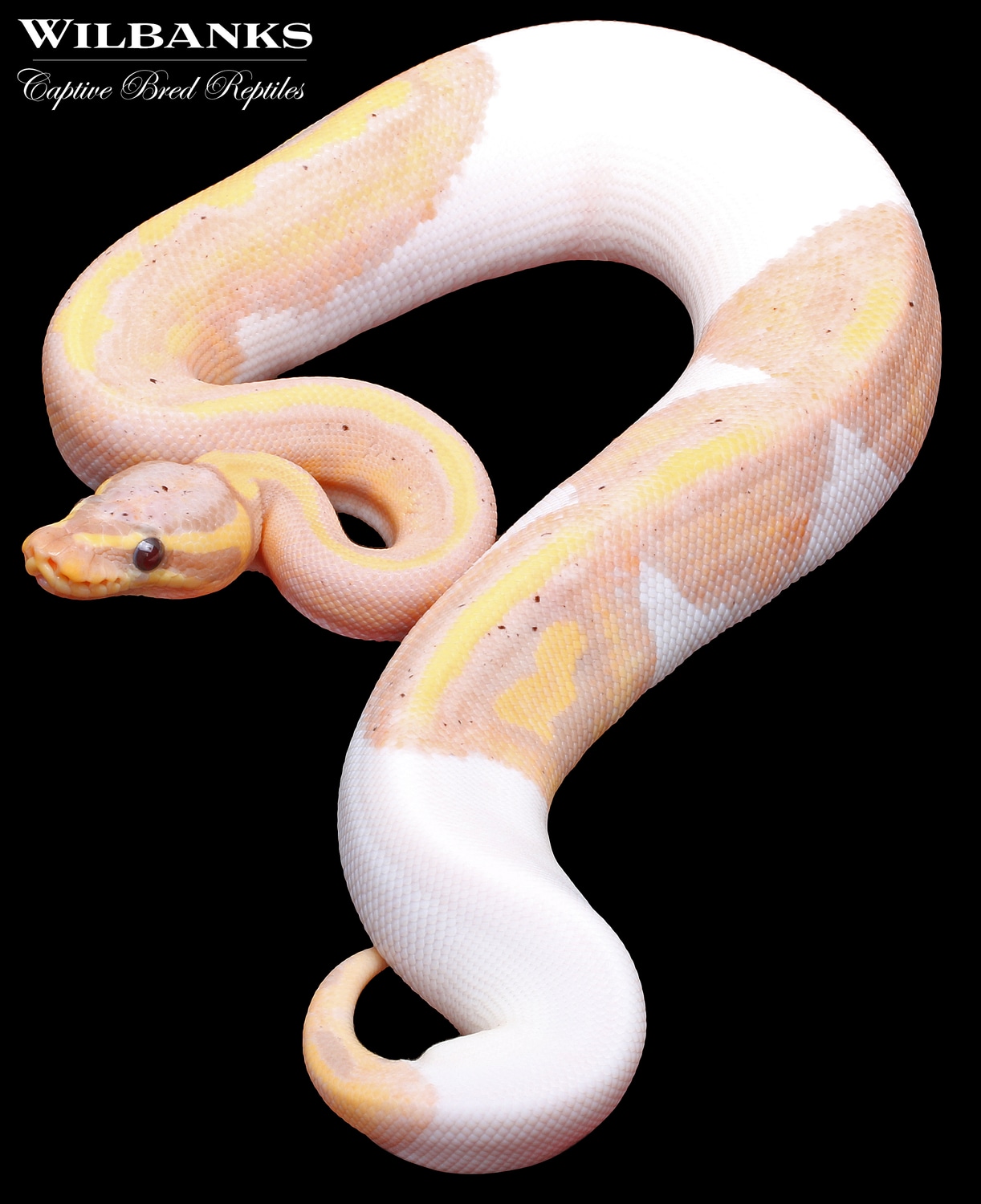 Banana Piebald Ball Python by Wilbanks Captive Bred Reptiles - MorphMarket