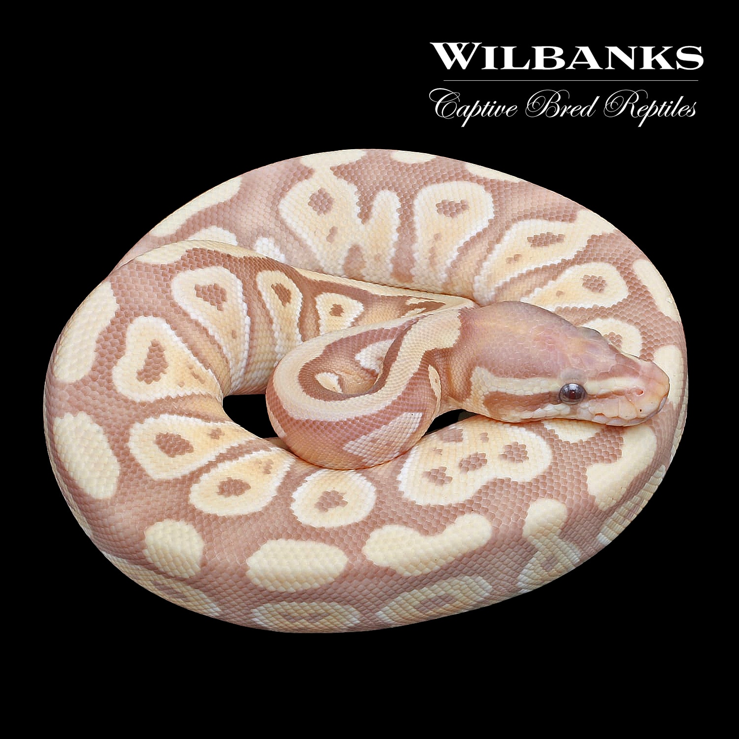 Banana Butter Ball Python by Wilbanks Captive Bred Reptiles - MorphMarket