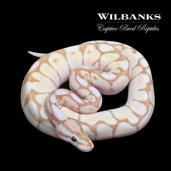 Banana Phantom Spider Ball Python by Wilbanks Captive Bred Reptiles