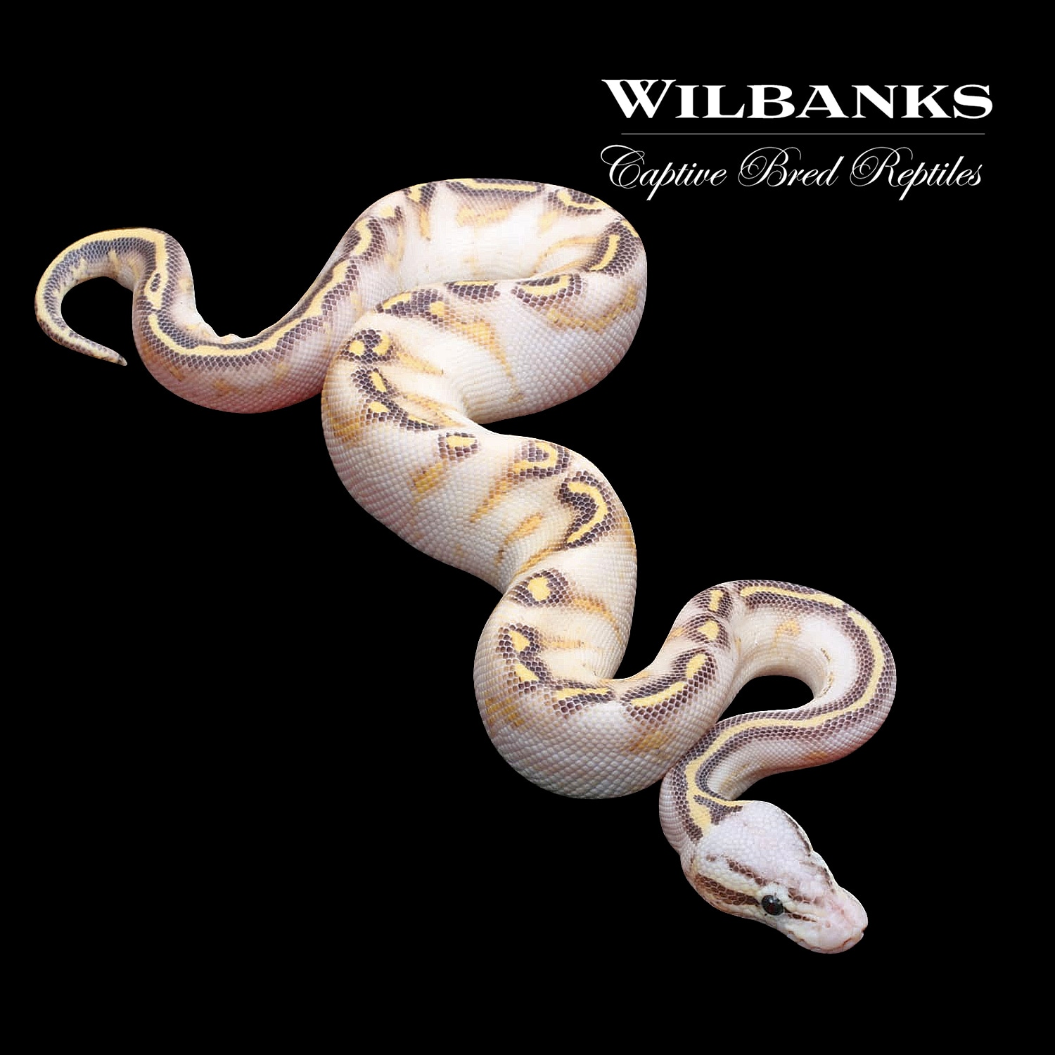 Pastel Gravel Spark Ball Python by Wilbanks Captive Bred Reptiles ...