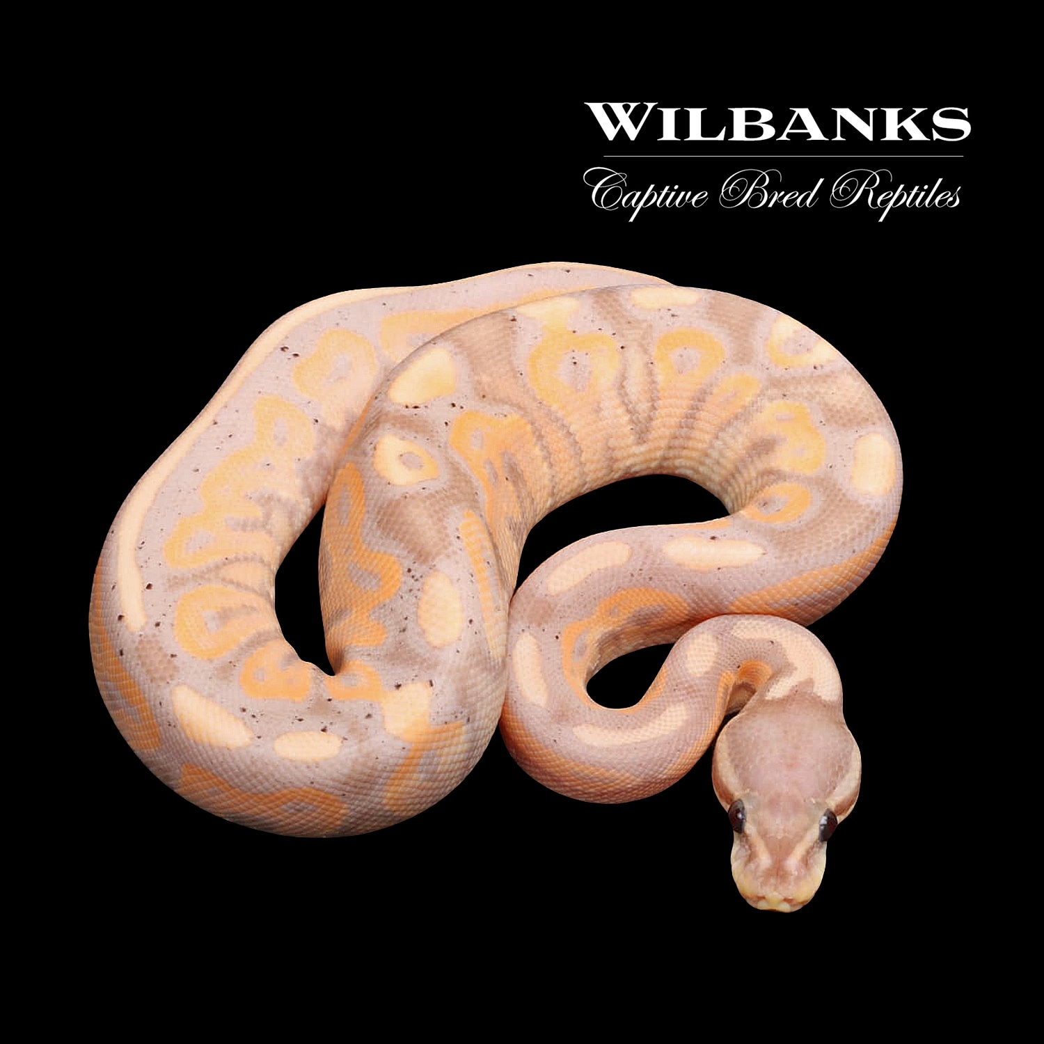 Banana Cinnamon 100% Het. Pied Ball Python by Wilbanks Captive Bred ...
