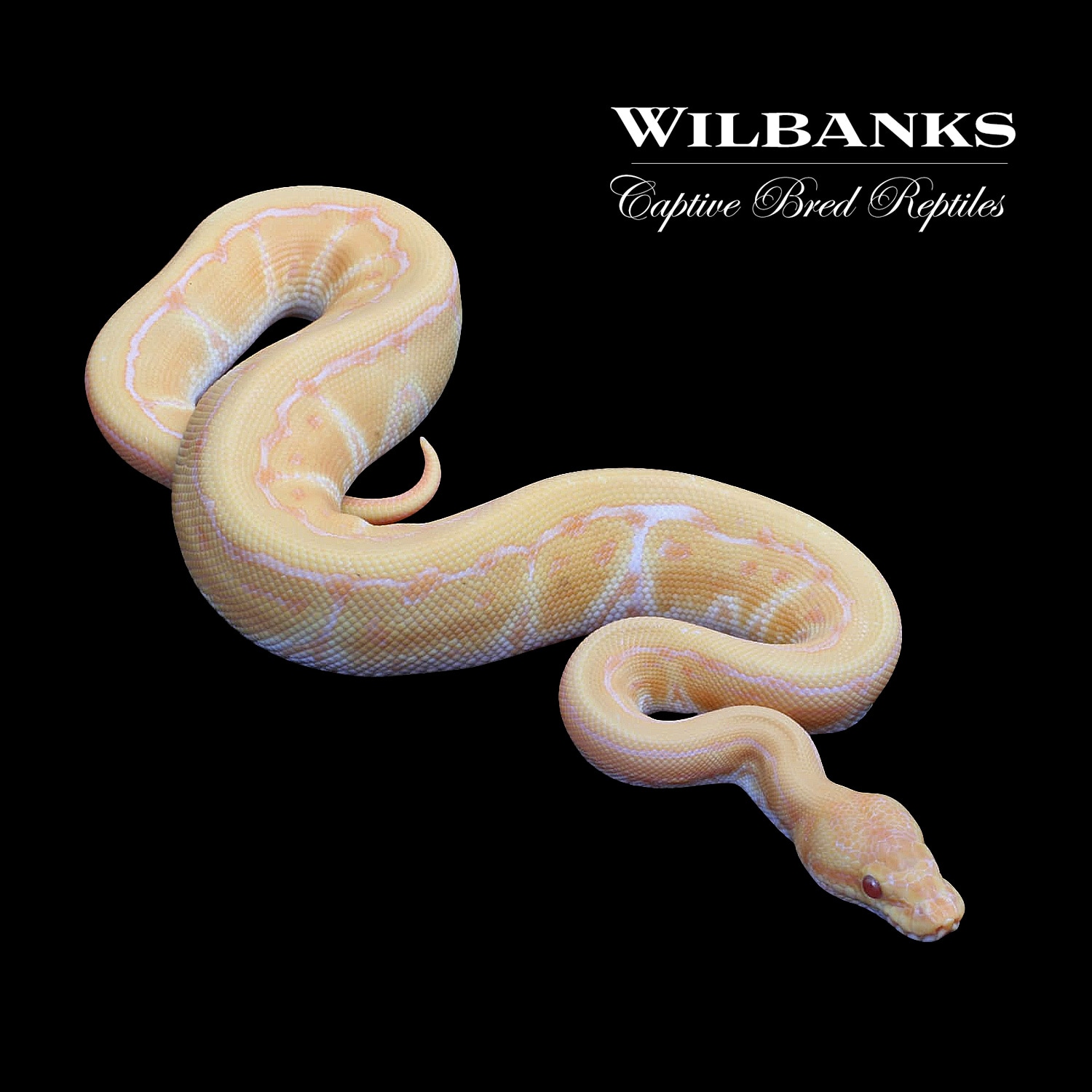 Lavender Albino Pinstripe Ball Python by Wilbanks Captive Bred Reptiles ...