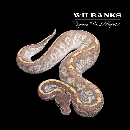 Black Head Phantom Crystal Ball Python by Wilbanks Captive Bred Reptiles