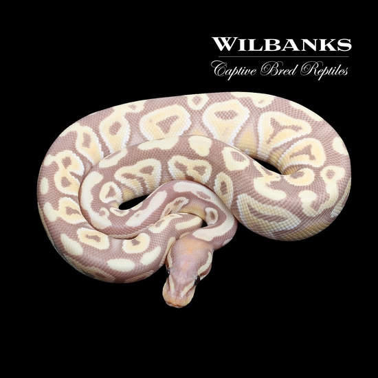 Banana Phantom Ball Python by Wilbanks Captive Bred Reptiles