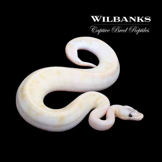 FireFly Champagne Ball Python by Wilbanks Captive Bred Reptiles