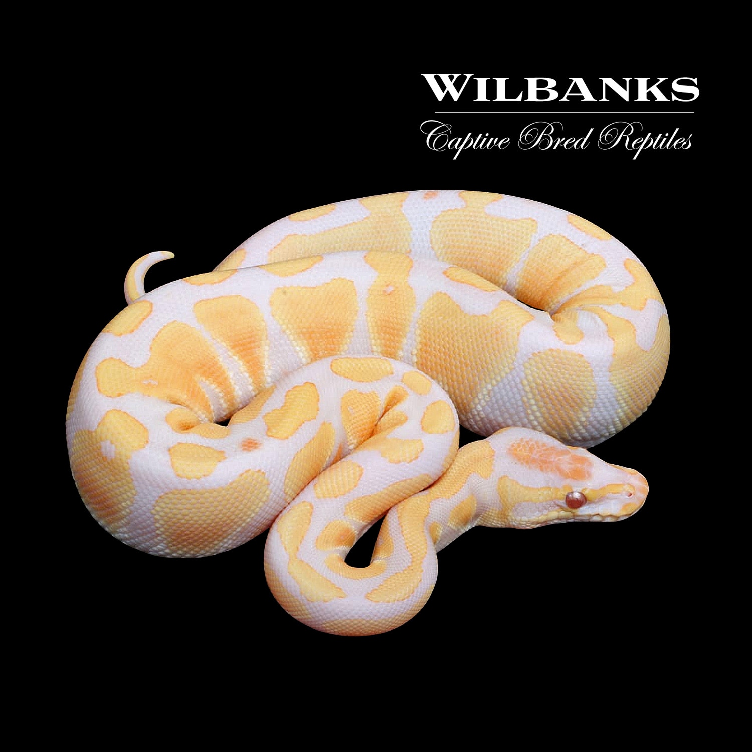 Lavender Albino Ball Python by Wilbanks Captive Bred Reptiles - MorphMarket