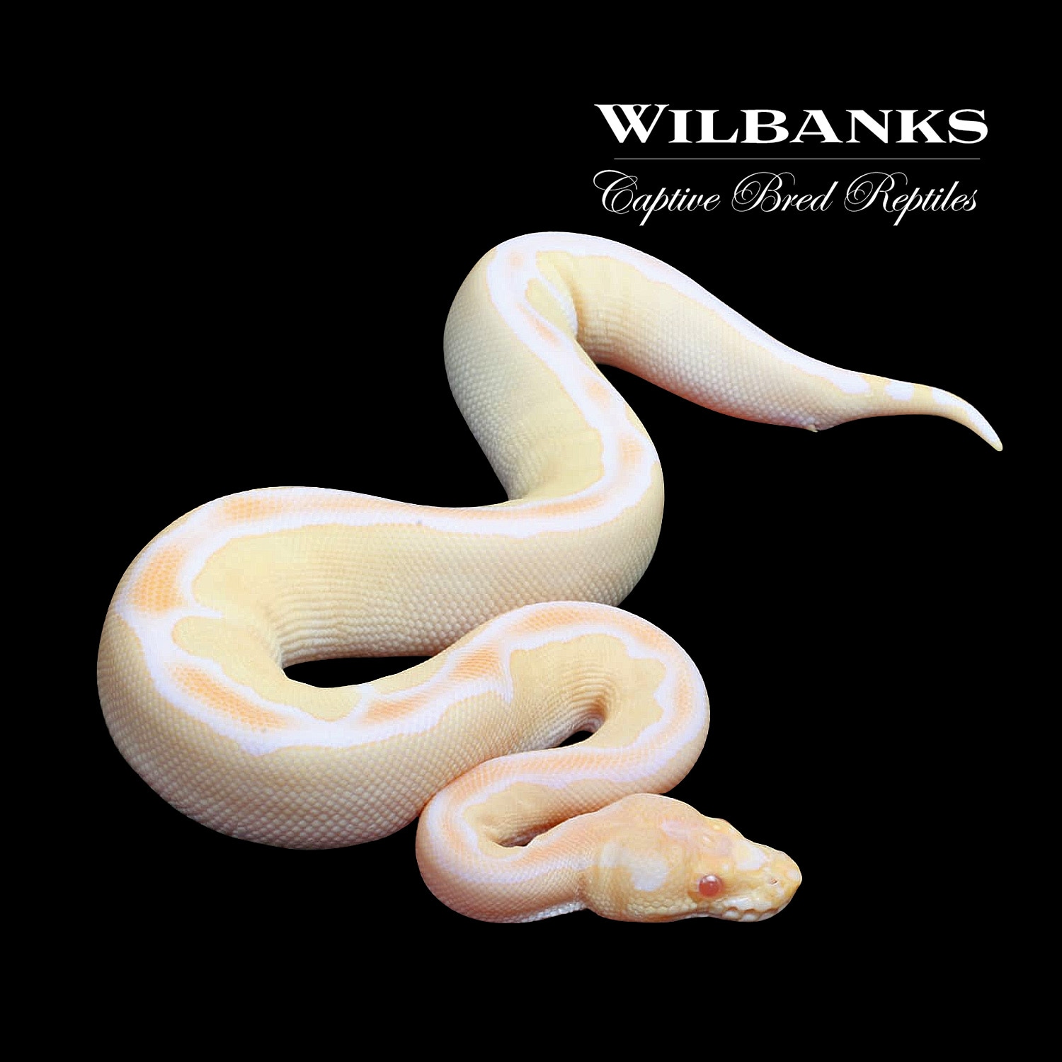 Albino Clown Ball Python by Wilbanks Captive Bred Reptiles - MorphMarket