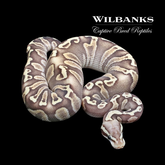 FireFly Mojave GHI Ball Python by Wilbanks Captive Bred Reptiles