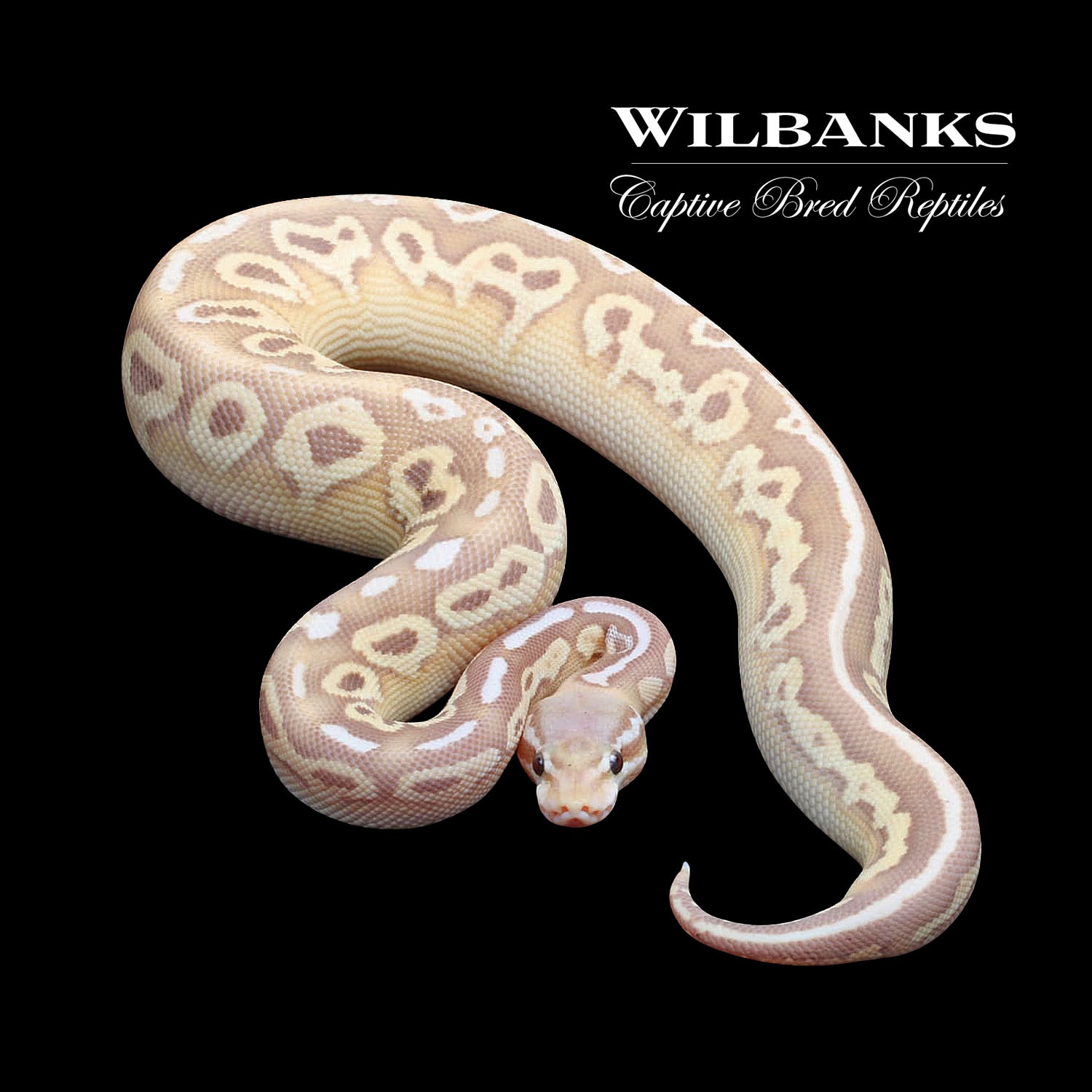 Banana Black Pastel Phantom Pastel Ball Python by Wilbanks Captive Bred ...