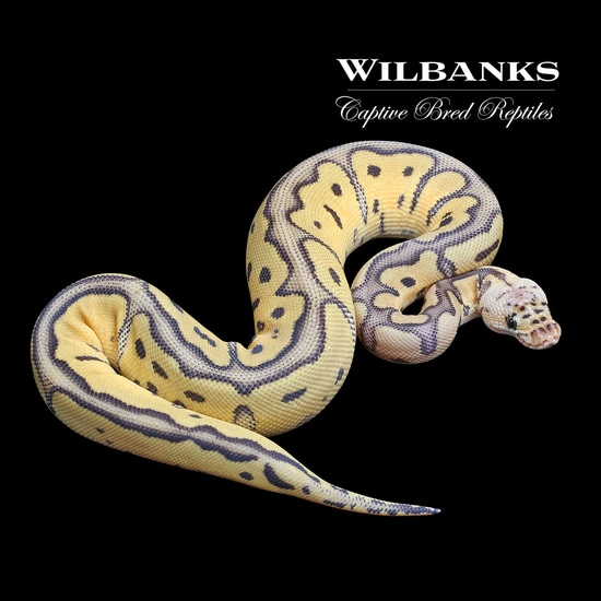 FireFly Leopard Clown Ball Python by Wilbanks Captive Bred Reptiles