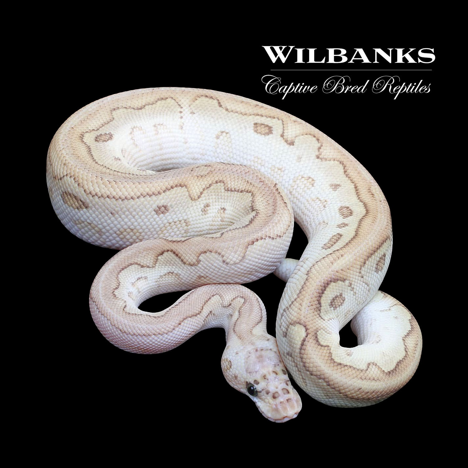Pastel Butter Clown Ball Python by Wilbanks Captive Bred Reptiles ...
