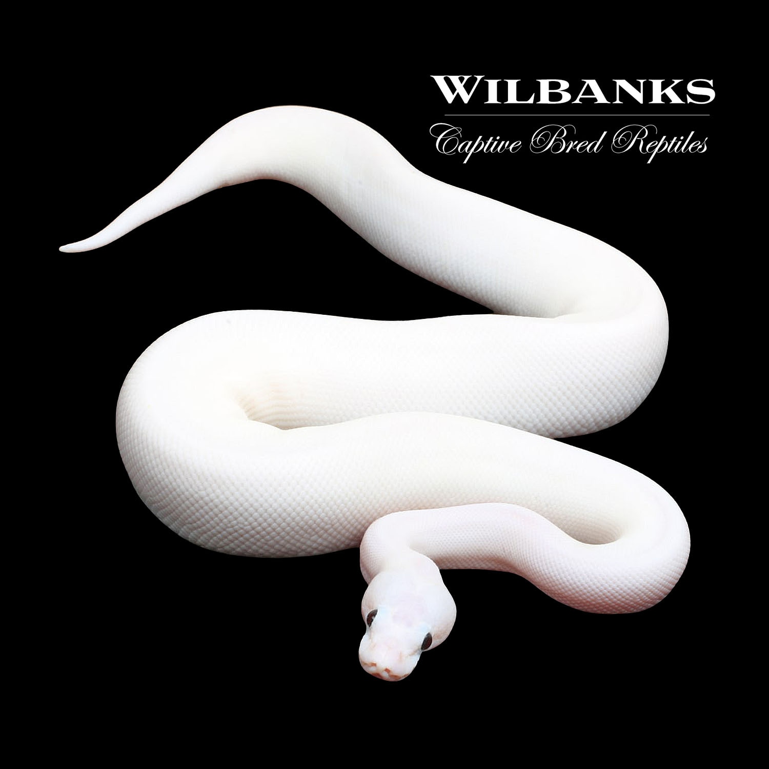 Spider Pied (White Wedding) Ball Python by Wilbanks Captive Bred ...