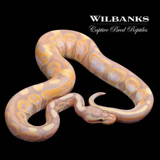 Banana Phantom Enchi Ball Python by Wilbanks Captive Bred Reptiles