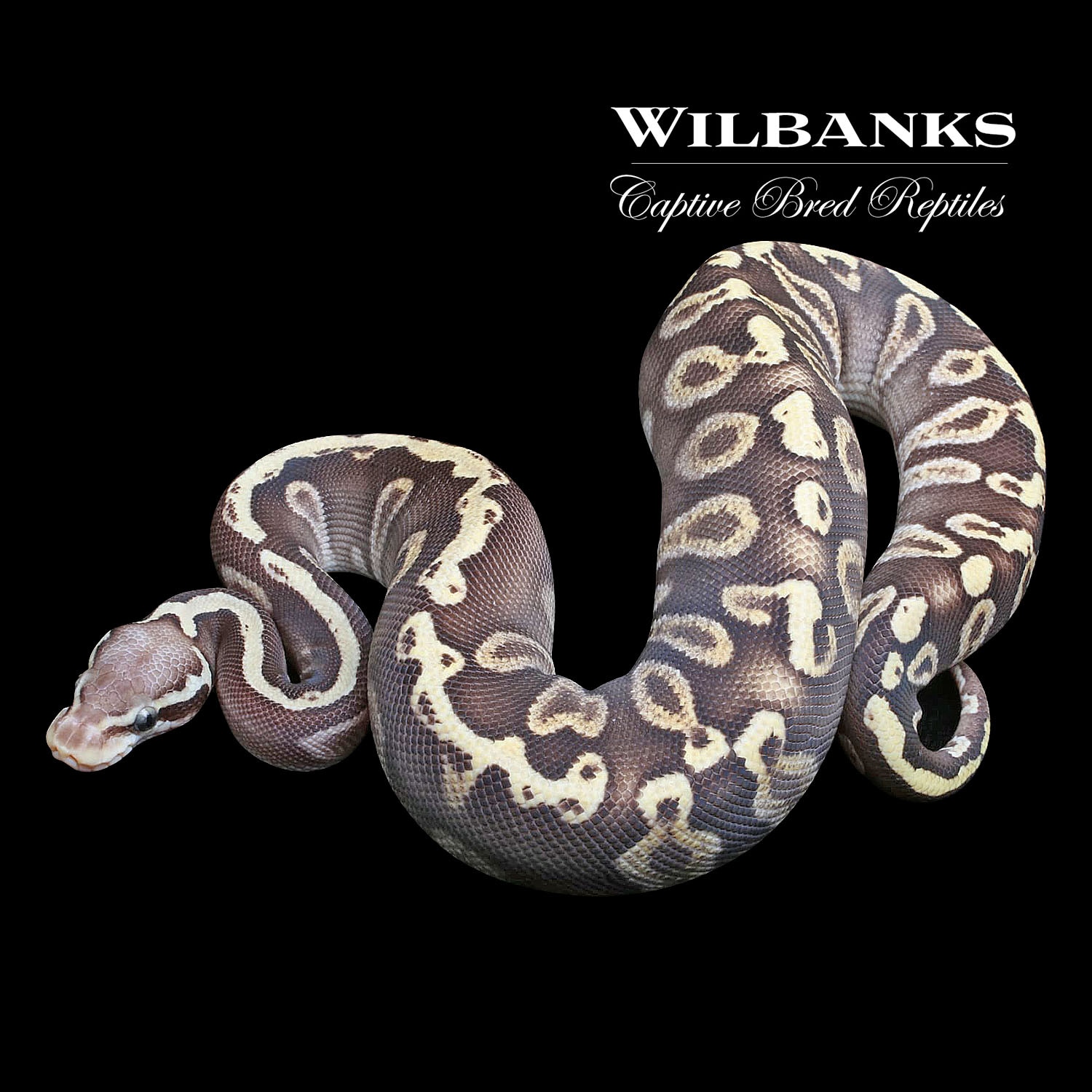 Pastel Mojave GHI Ball Python by Wilbanks Captive Bred Reptiles ...