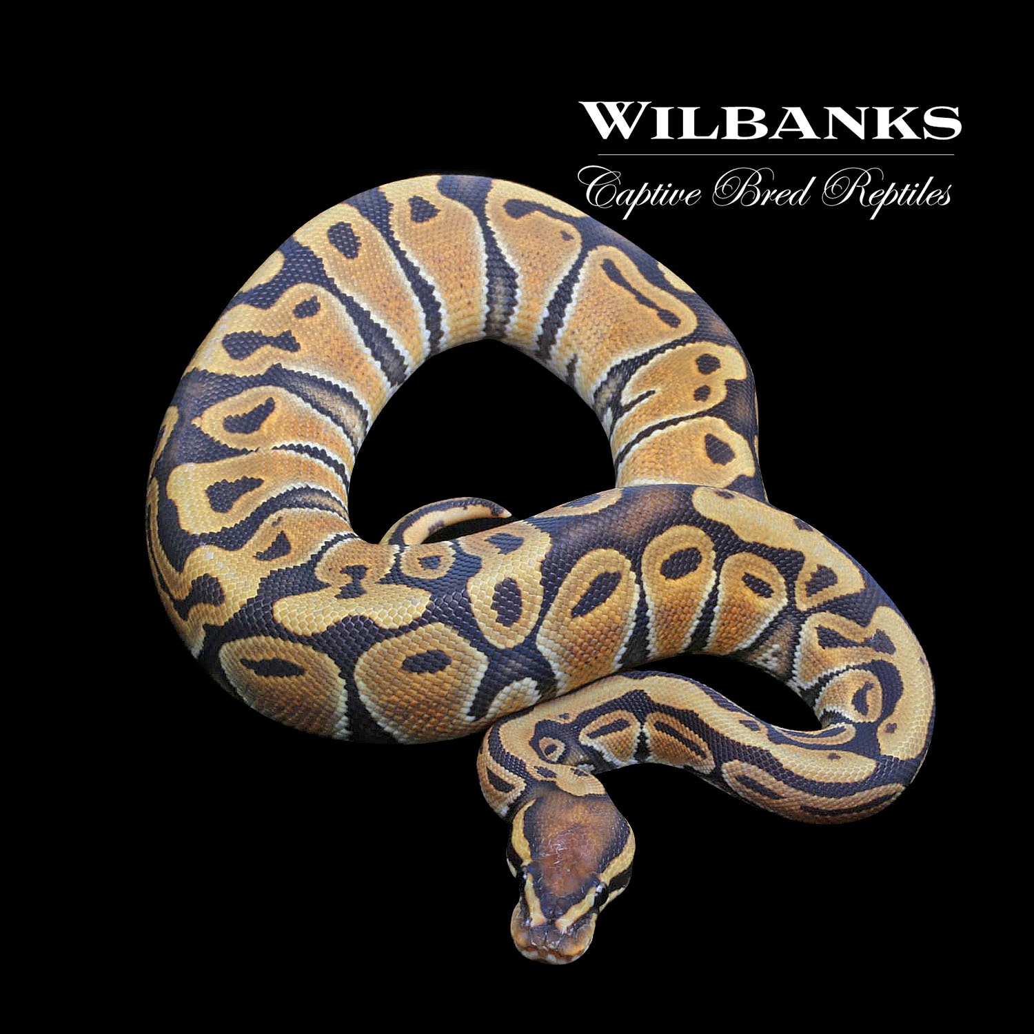 Orange Crush Ball Python by Wilbanks Captive Bred Reptiles - MorphMarket