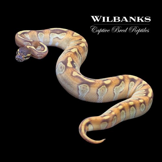 Black Head Mojave Enchi Huffman Ball Python by Wilbanks Captive Bred ...