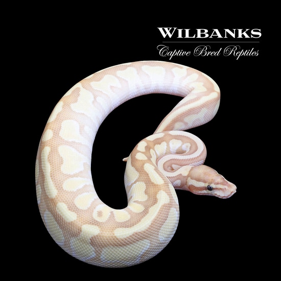 Banana Butter Enchi Ball Python by Wilbanks Captive Bred Reptiles
