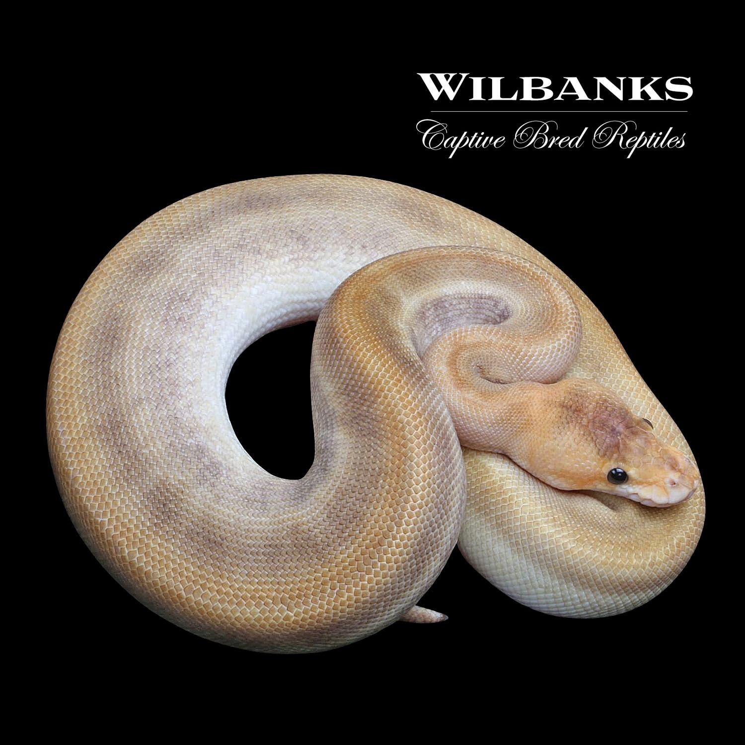 Champagne Pinstripe Ball Python by Wilbanks Captive Bred Reptiles - MorphMarket