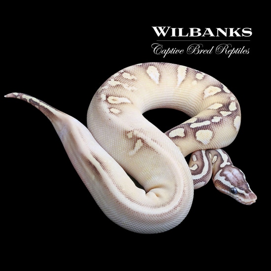 Pastel Butter Yellow Belly Sugar Ball Python by Wilbanks Captive Bred ...