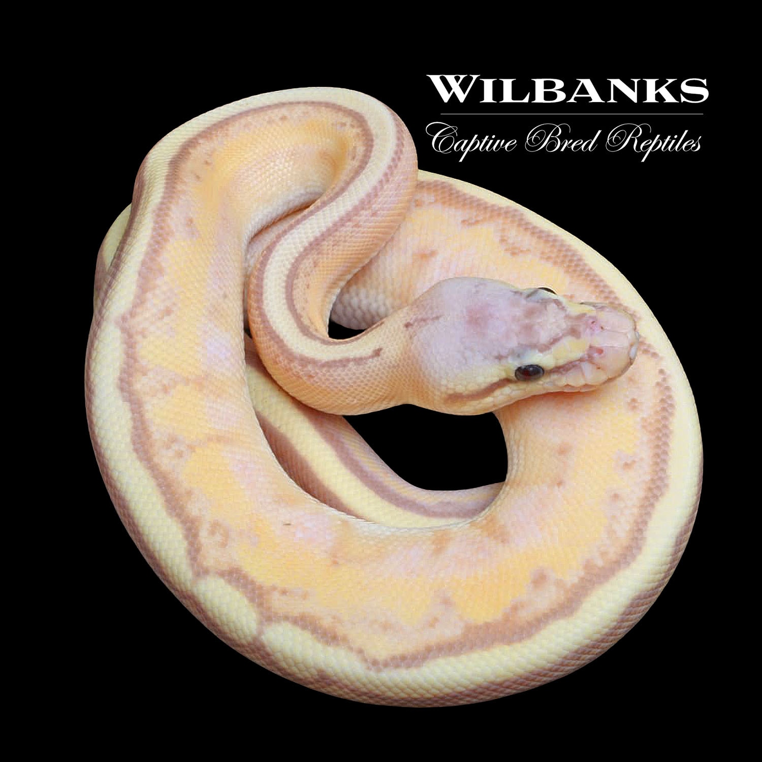 Banana Genetic Stripe Ball Python by Wilbanks Captive Bred Reptiles ...