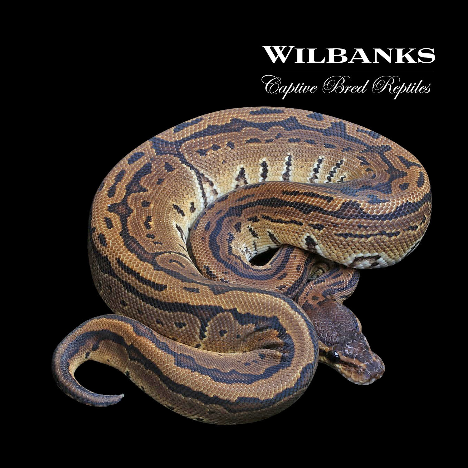 Black Head Pinstripe Ball Python by Wilbanks Captive Bred Reptiles ...
