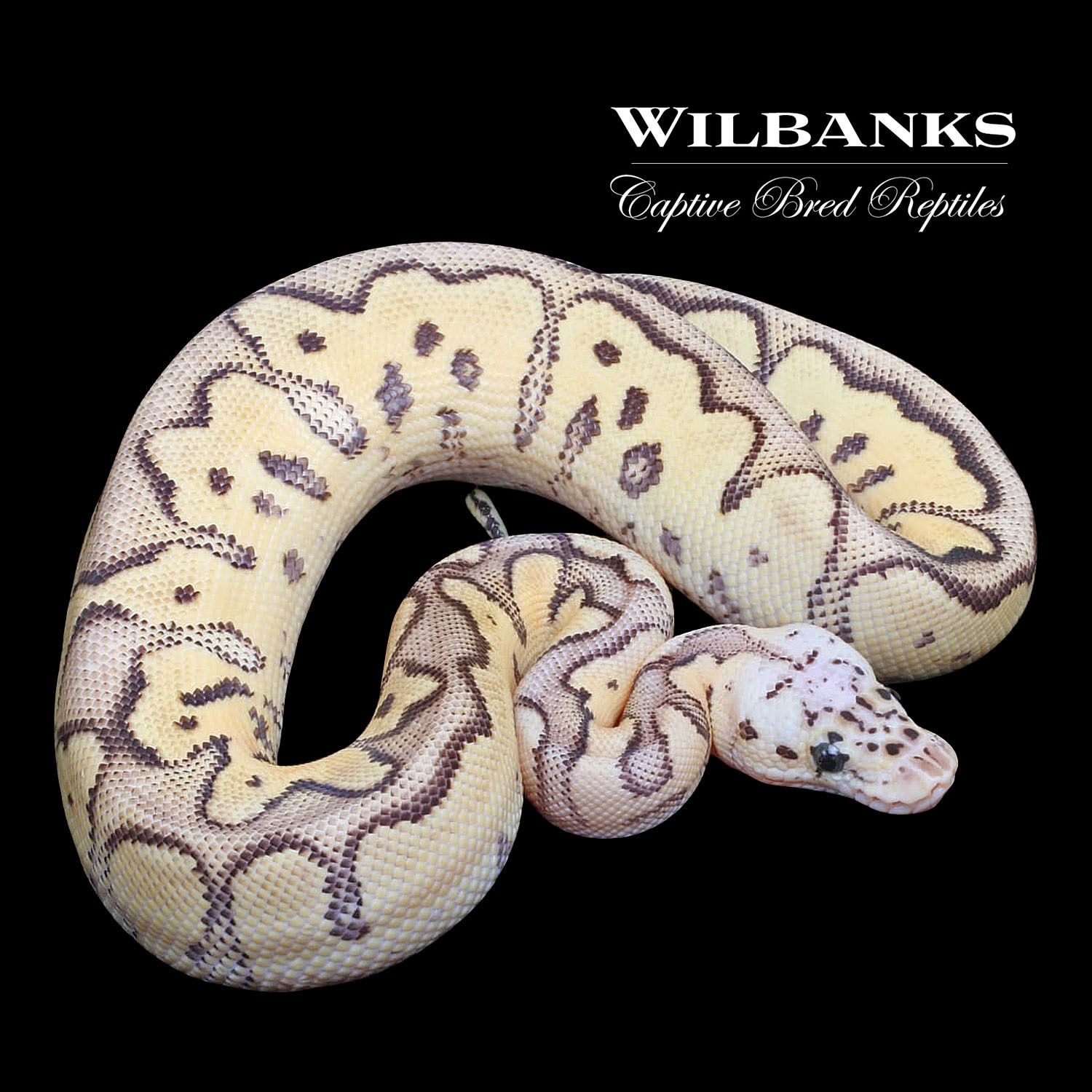 FireFly Clown Ball Python by Wilbanks Captive Bred Reptiles - MorphMarket