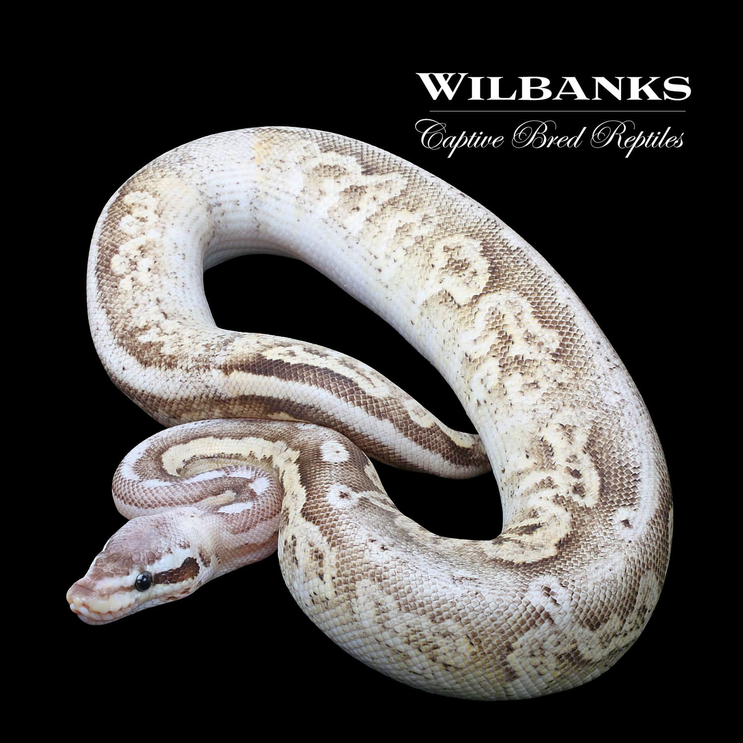 Black Pewter Fire Yellow Belly Ball Python by Wilbanks Captive Bred ...