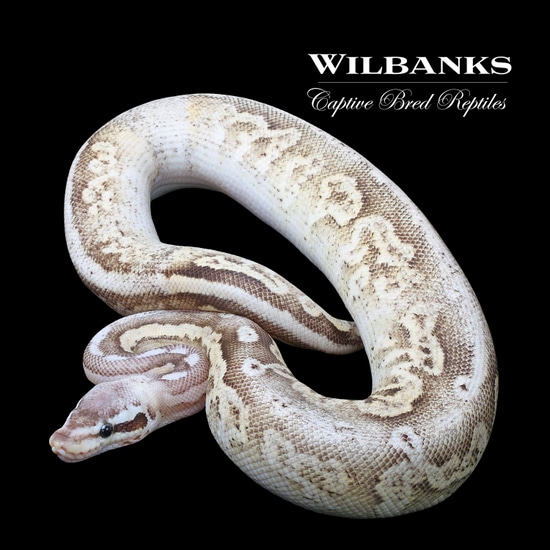 Black Pewter Fire Yellow Belly Ball Python by Wilbanks Captive Bred ...